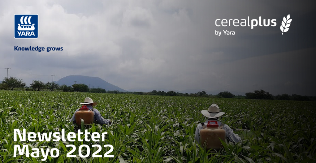 ¡Obtén los mejores rendimientos con CerealPlus by Yara! | Yara México