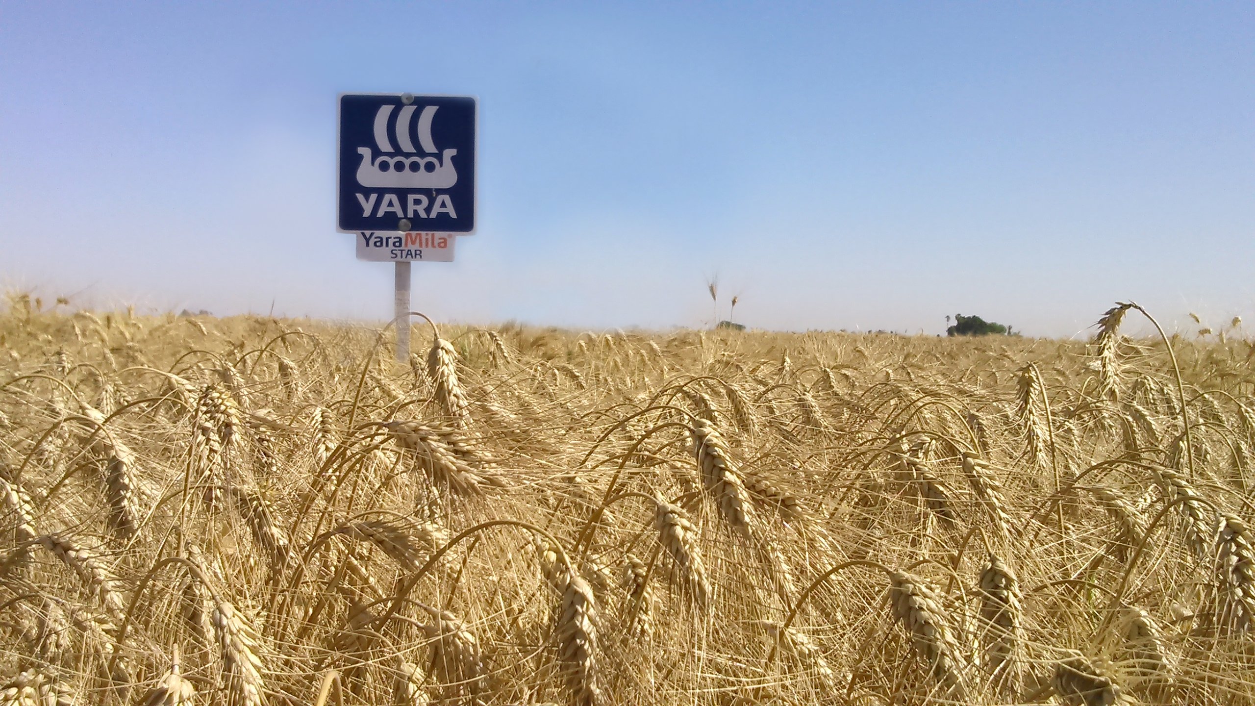 CerealPlus by Yara | Yara México